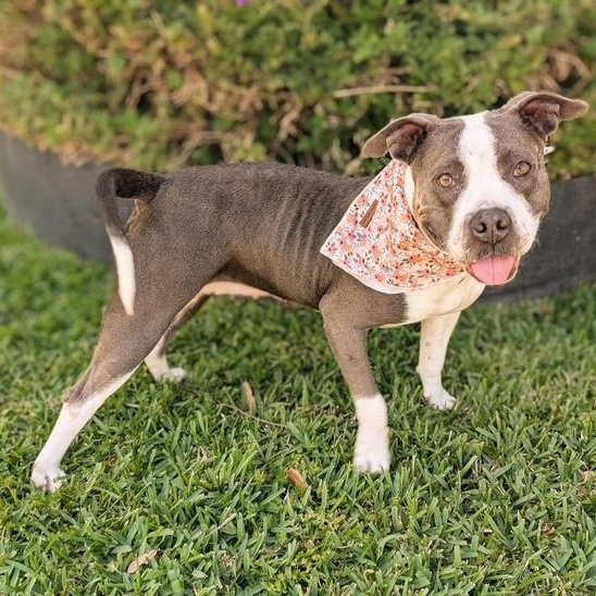 Dog for adoption - Maddie – Lovebug, Affectionate, Snuggles - the ...