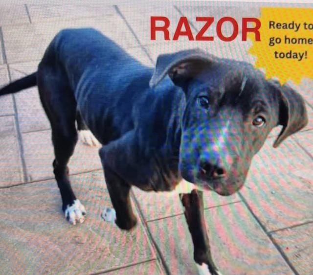 Dog for adoption - Razor, a Mixed Breed in Davenport, IA | Petfinder