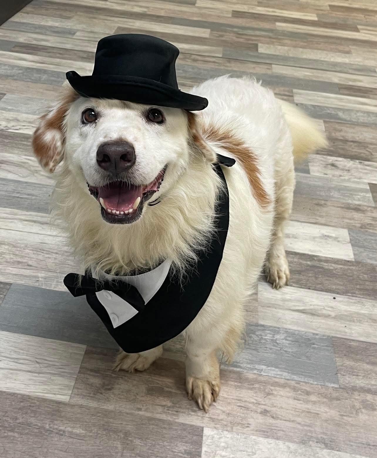 Dog for adoption - Beau (Coming the 16th), a Corgi & Great Pyrenees Mix ...