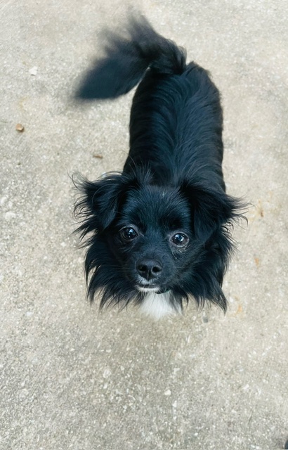 Dog for adoption - Petrie, a Chihuahua Mix in Seattle, WA | Petfinder