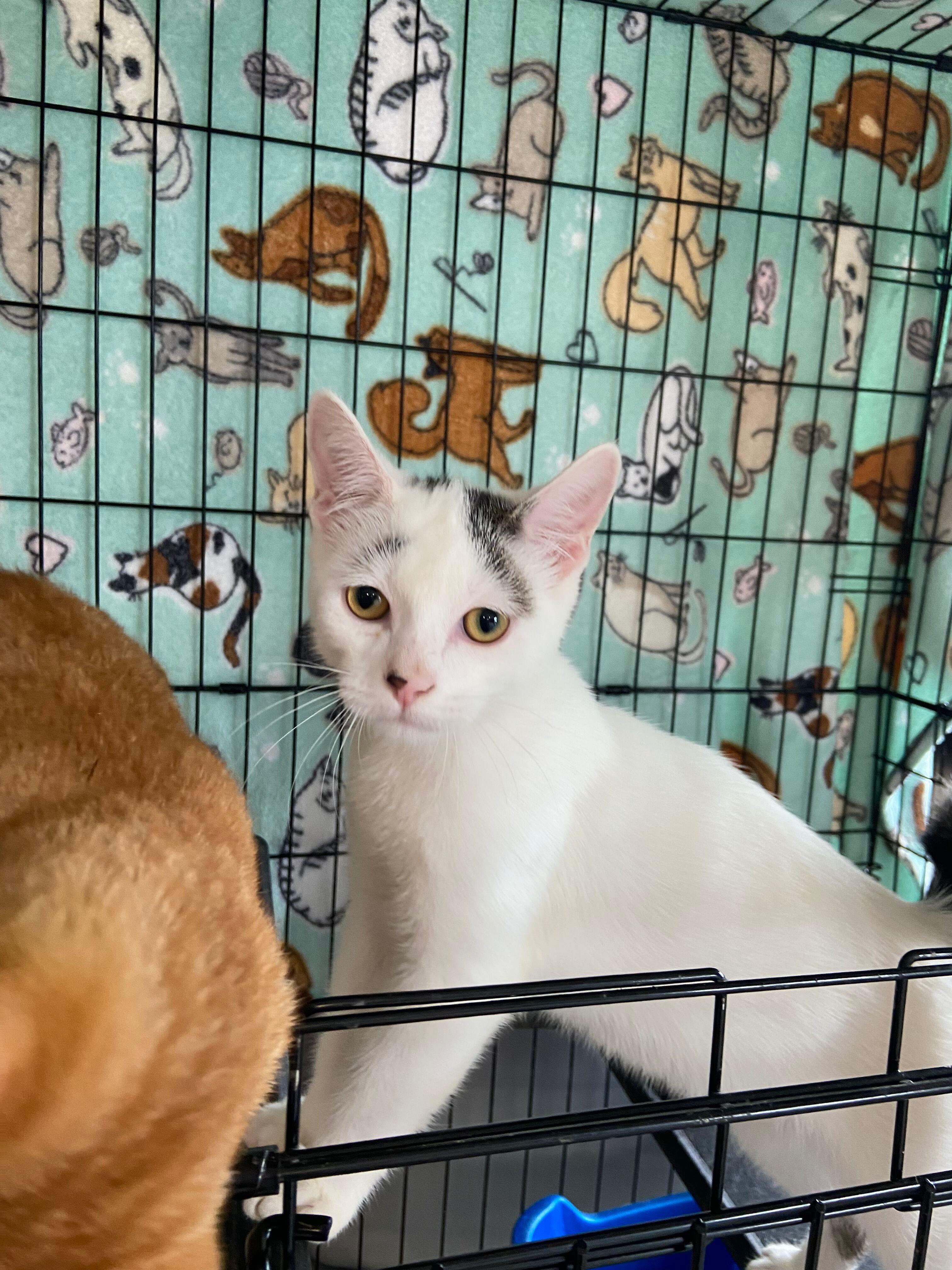 Cat for adoption - Sake (Sah-Kee), a Japanese Bobtail Mix in Peru, IN ...