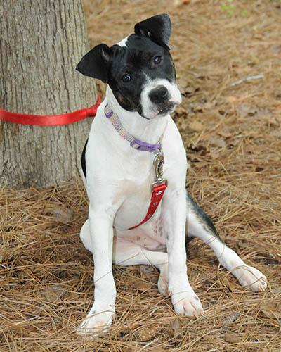 Dog for adoption - oreo, a Terrier Mix in Cranston, RI | Petfinder