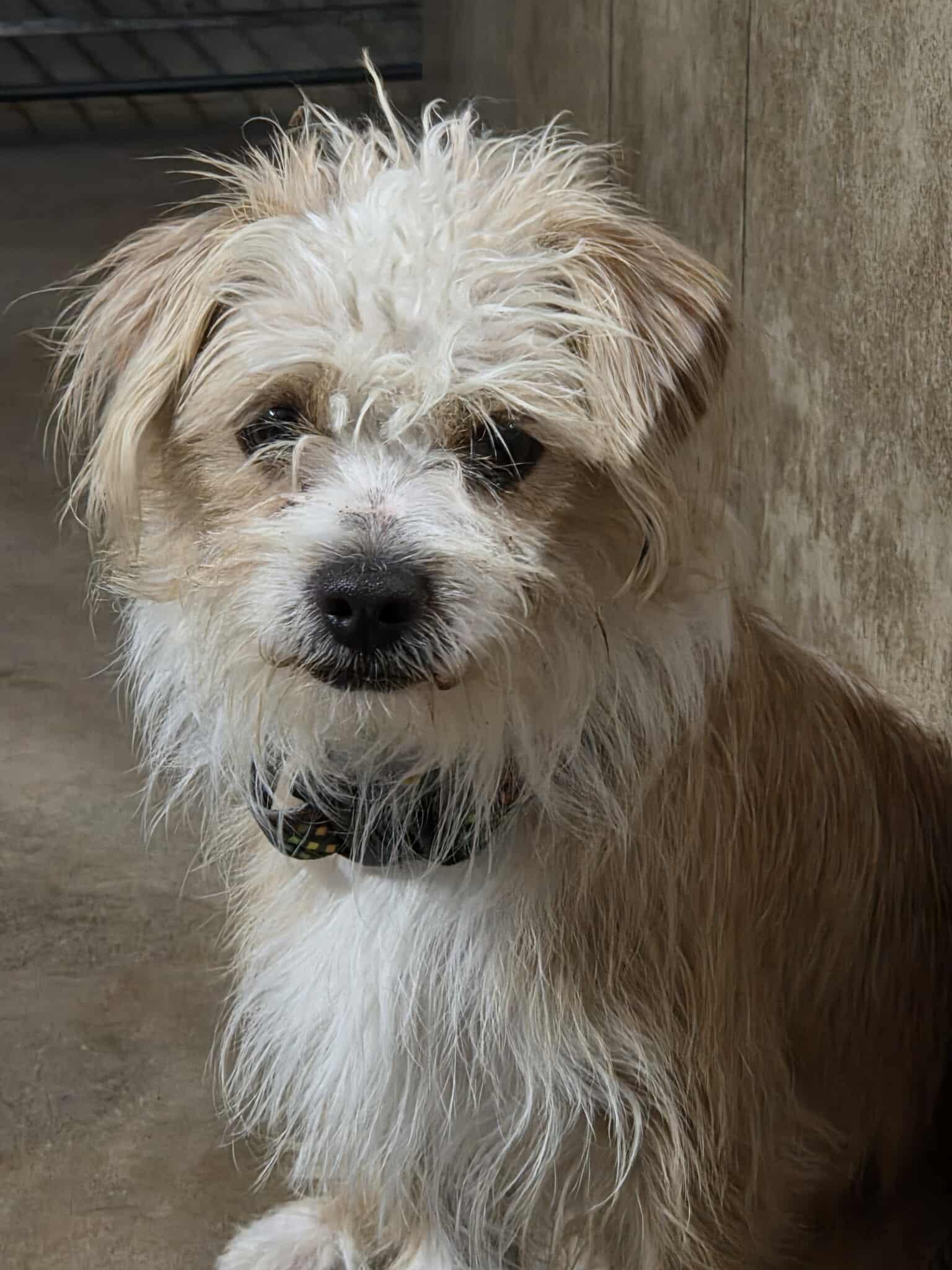Finch - Adoptable Pet | Petfinder | Petfinder