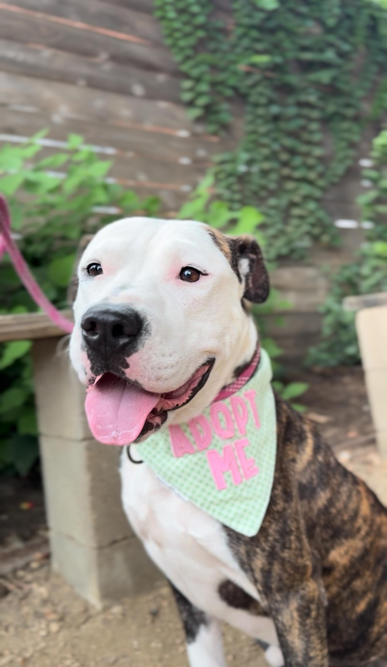 Dog for adoption - Trio, a Boxer Mix in Concord, NH | Petfinder