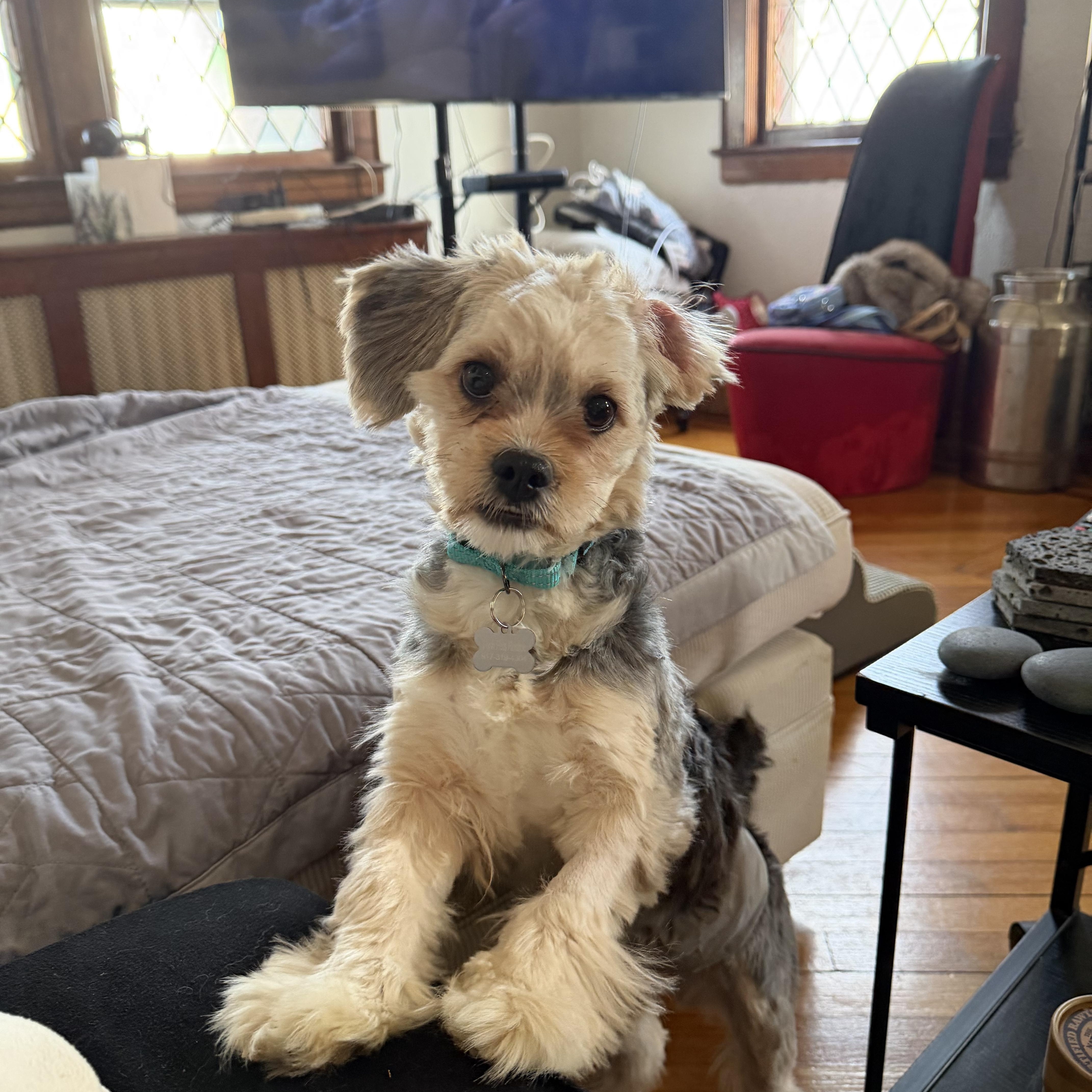 Harry - Adoptable Pet | Petfinder | Petfinder