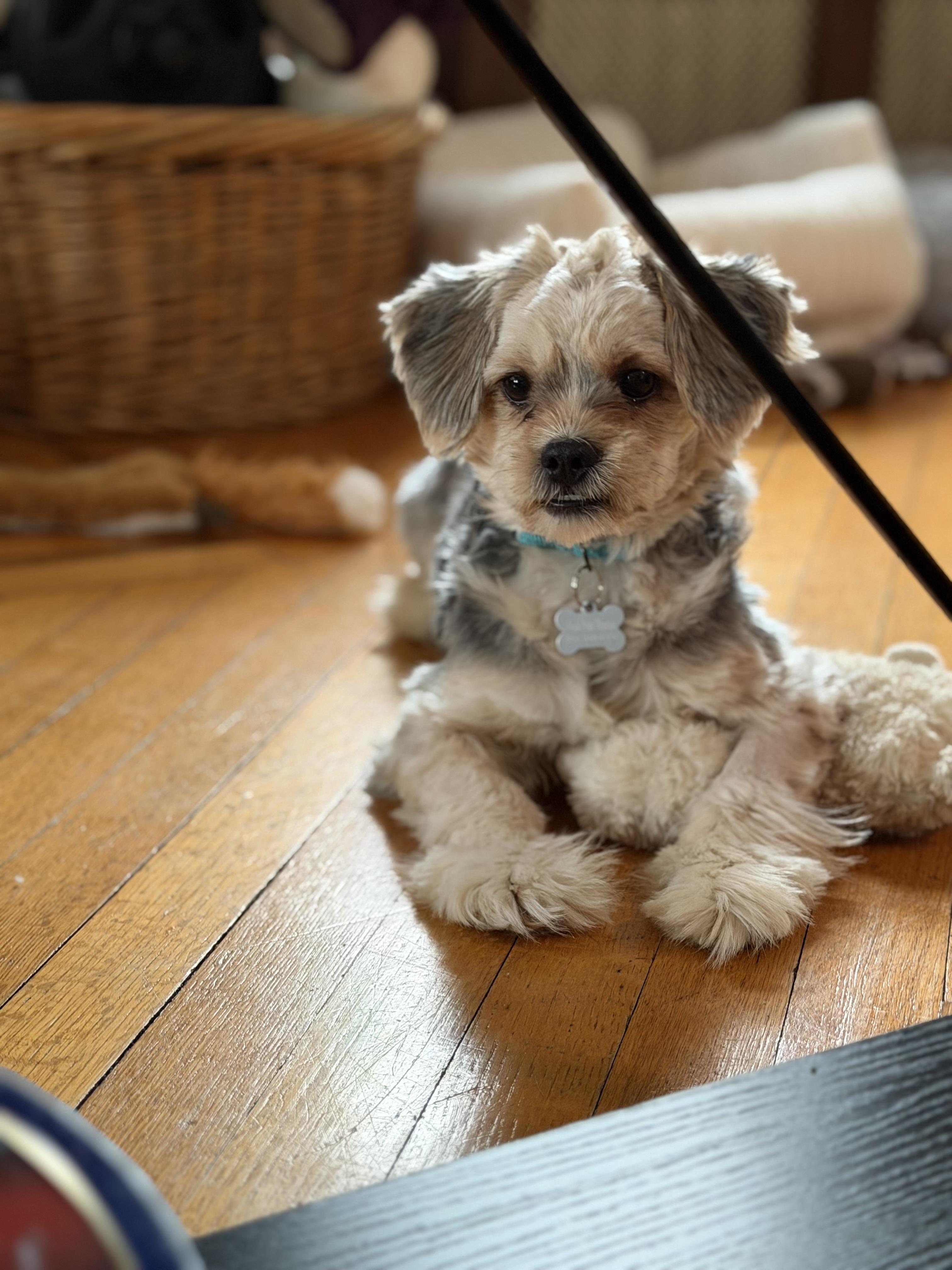 Harry - Adoptable Pet | Petfinder | Petfinder