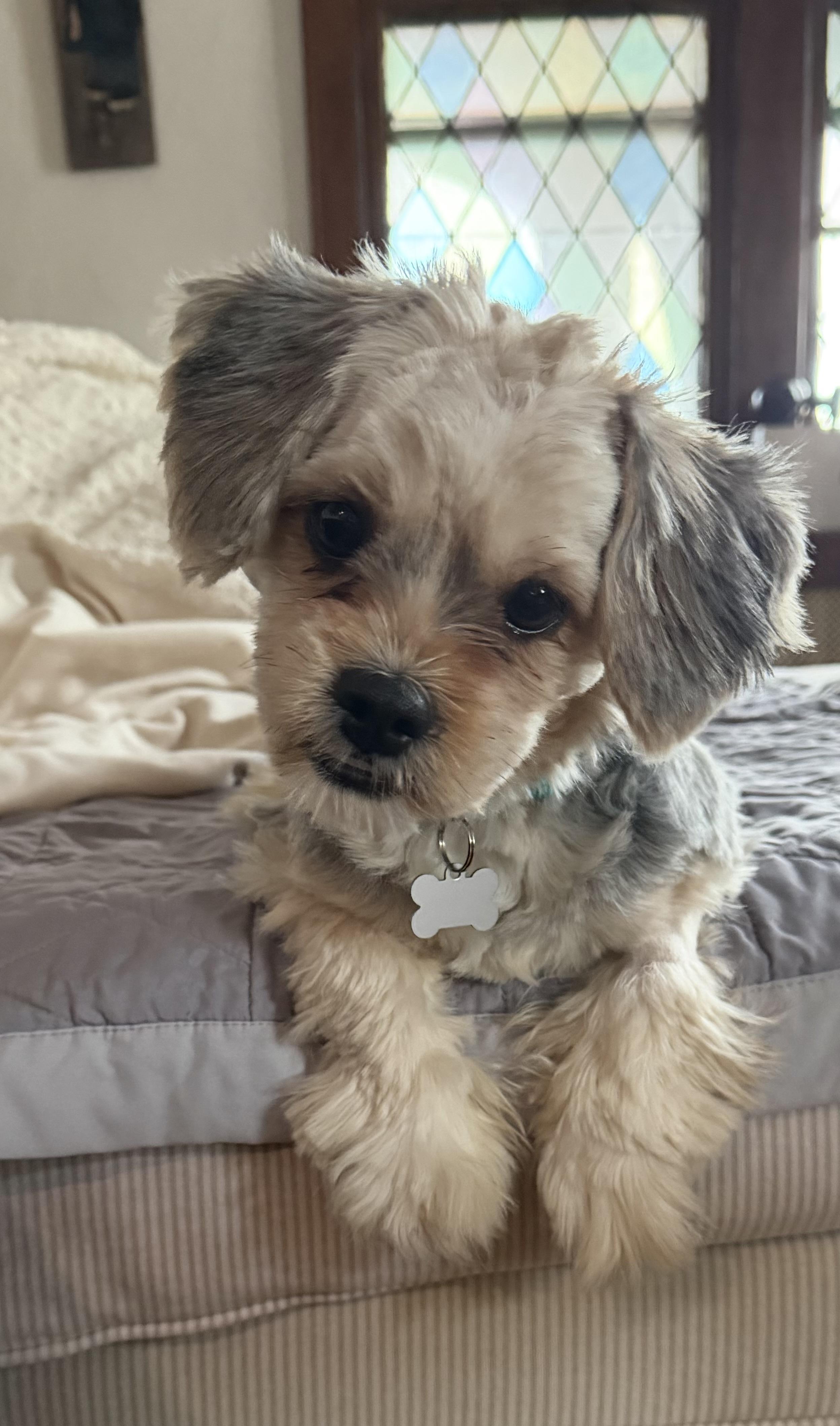 Harry - Adoptable Pet | Petfinder | Petfinder