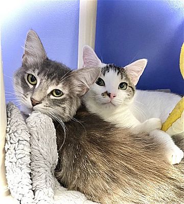 Adopt a Cat MN | Cat Adoption Minnesota | Pet Haven