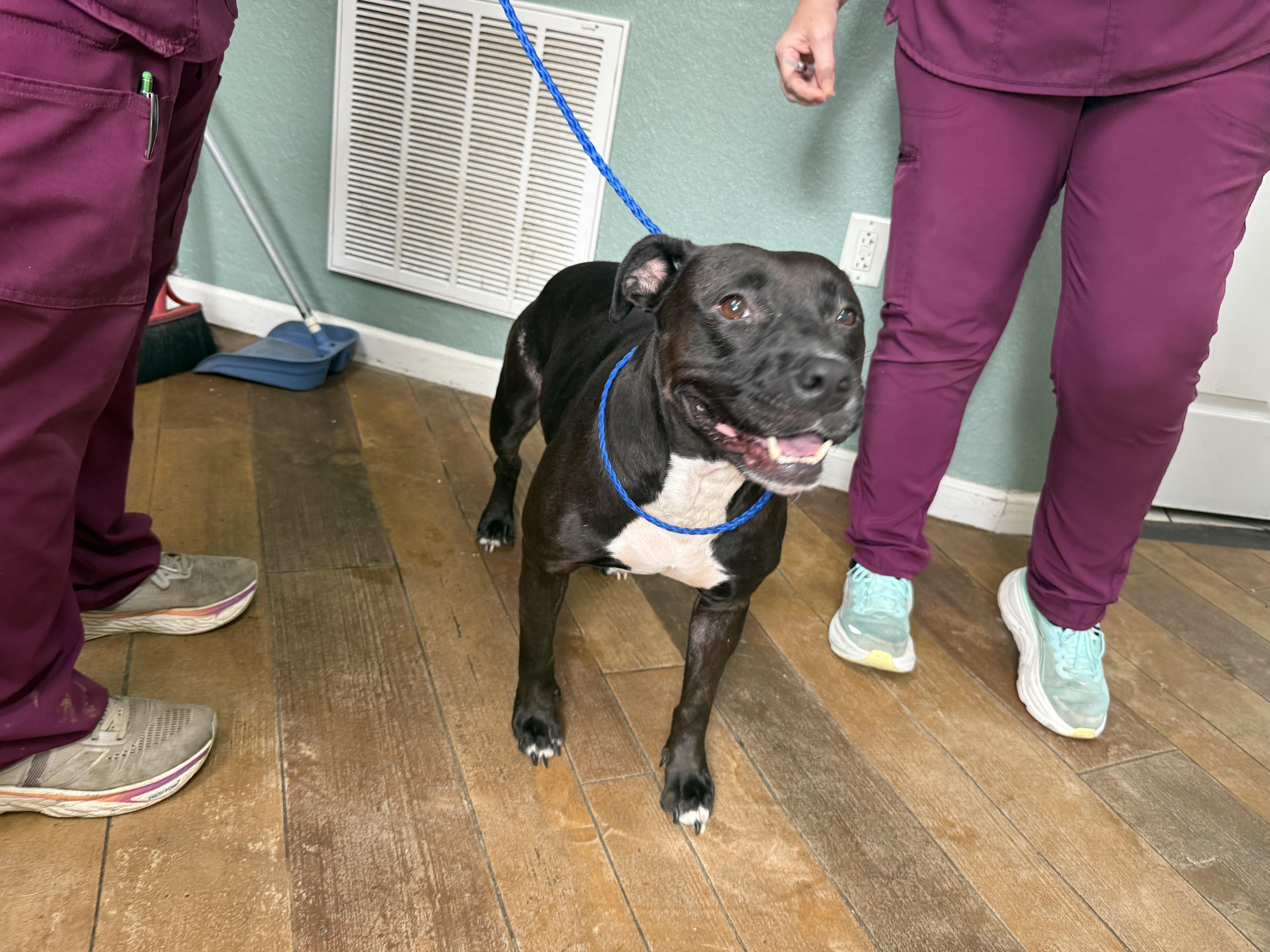 Dog for adoption - Roxanne — Please Be the One Who Really Sees Me, a ...