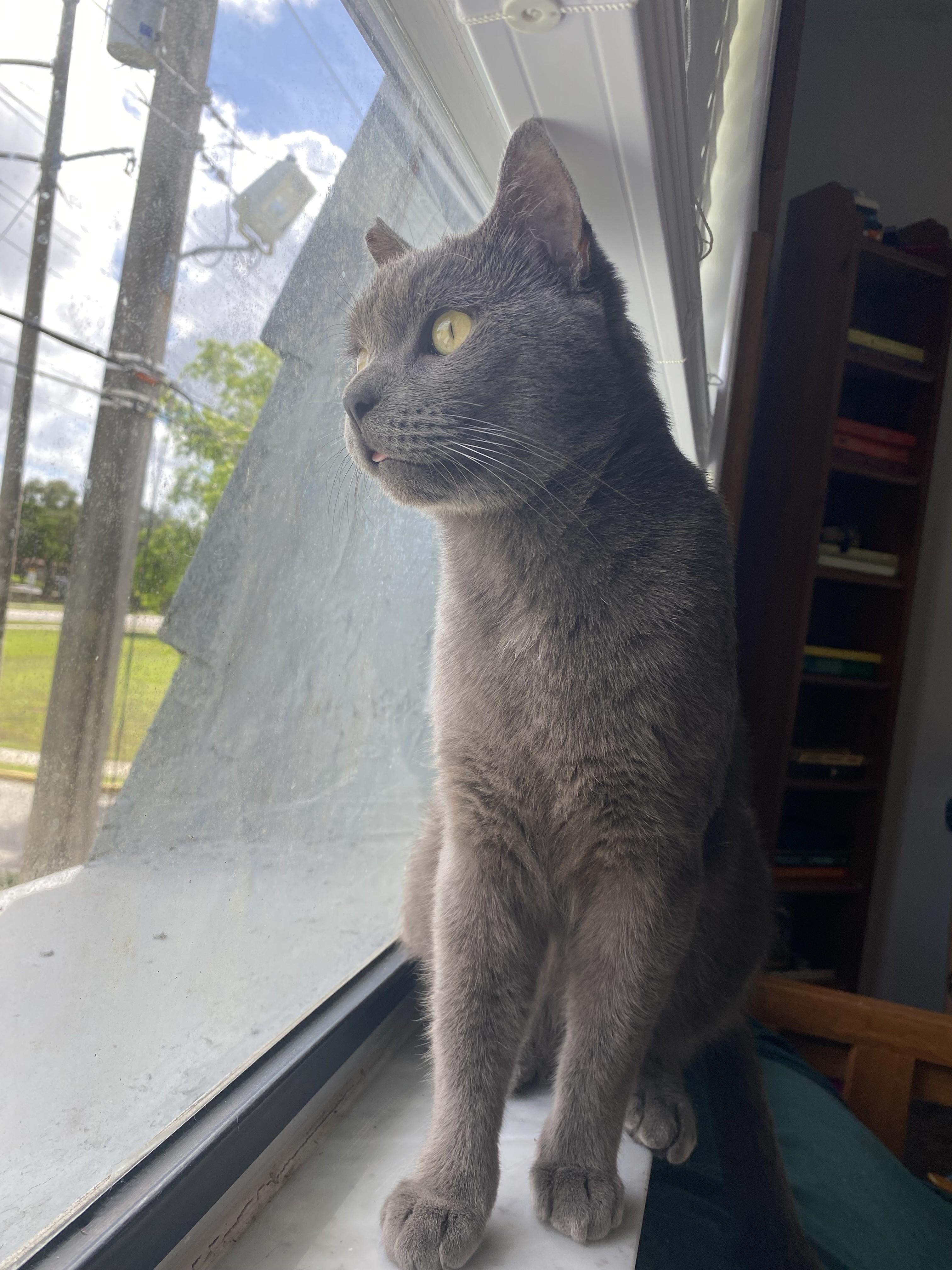 Cat for adoption - Pete, a Russian Blue Mix in Hartford, CT | Petfinder