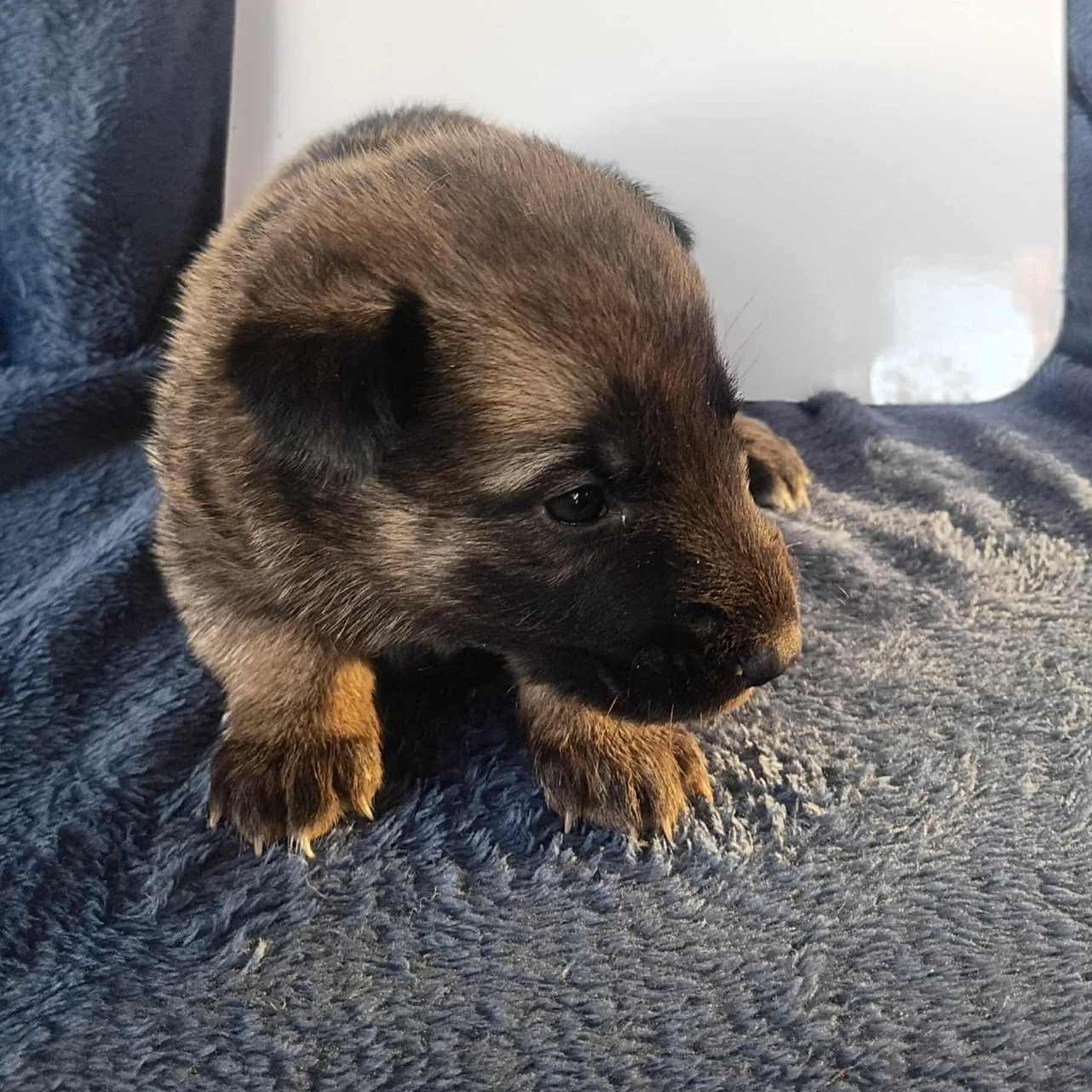 Dog for adoption - EMMETT GS, a German Shepherd Dog Mix in ...