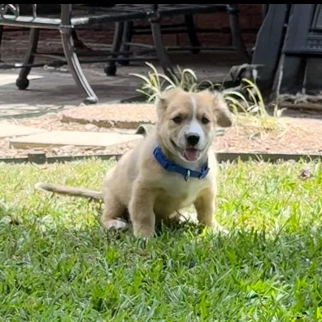 Dog for adoption - Simpson, a Corgi & Australian Shepherd Mix in South ...