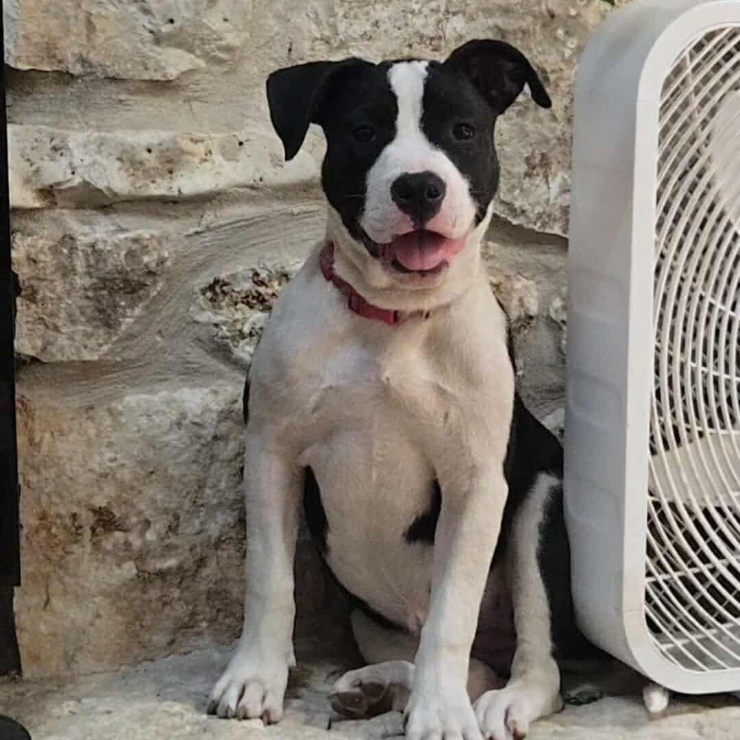 Dog for adoption - Willa, an American Staffordshire Terrier Mix in ...