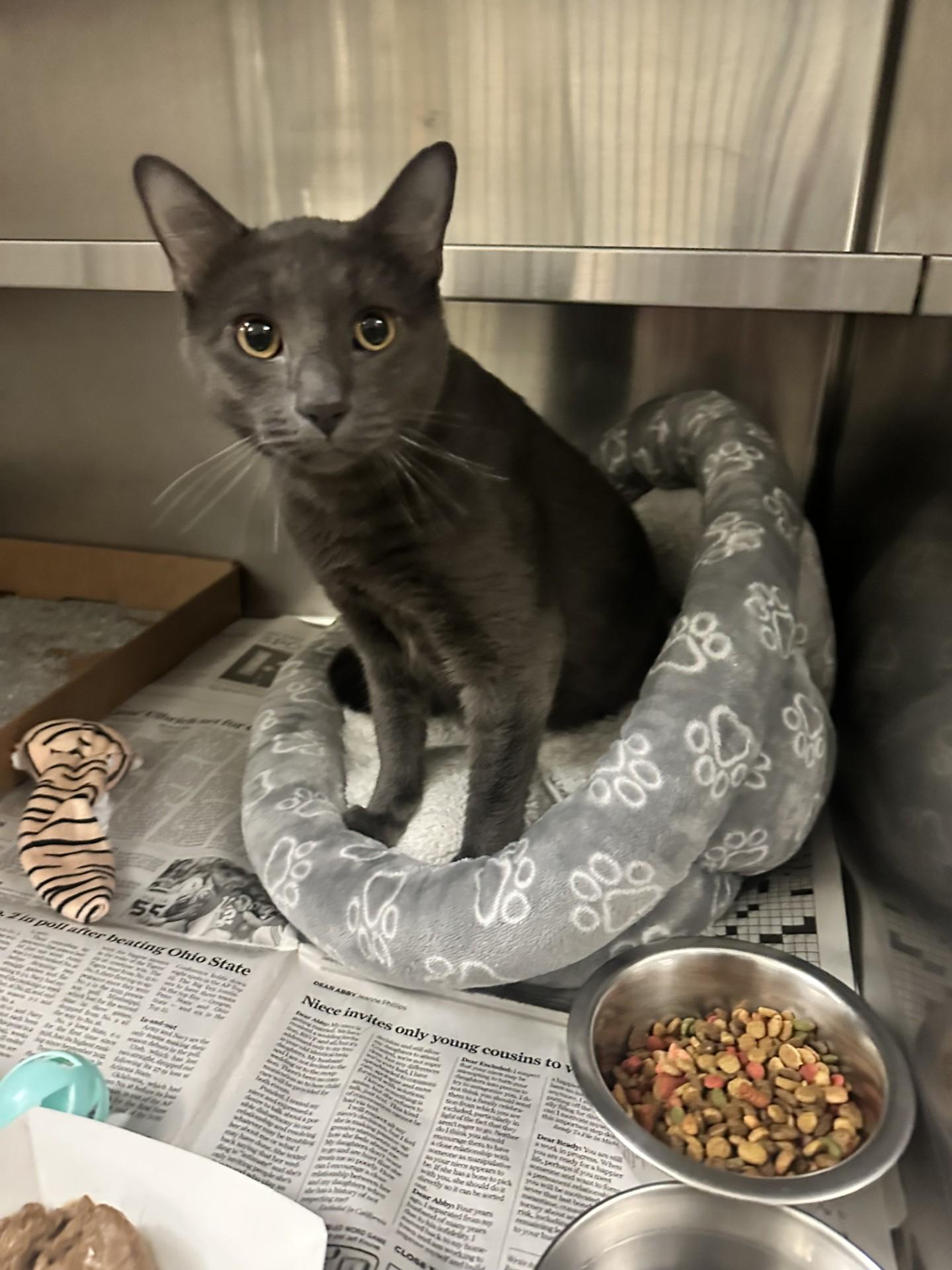 Cat for adoption - Yoki, a Russian Blue in West Haven, CT | Petfinder