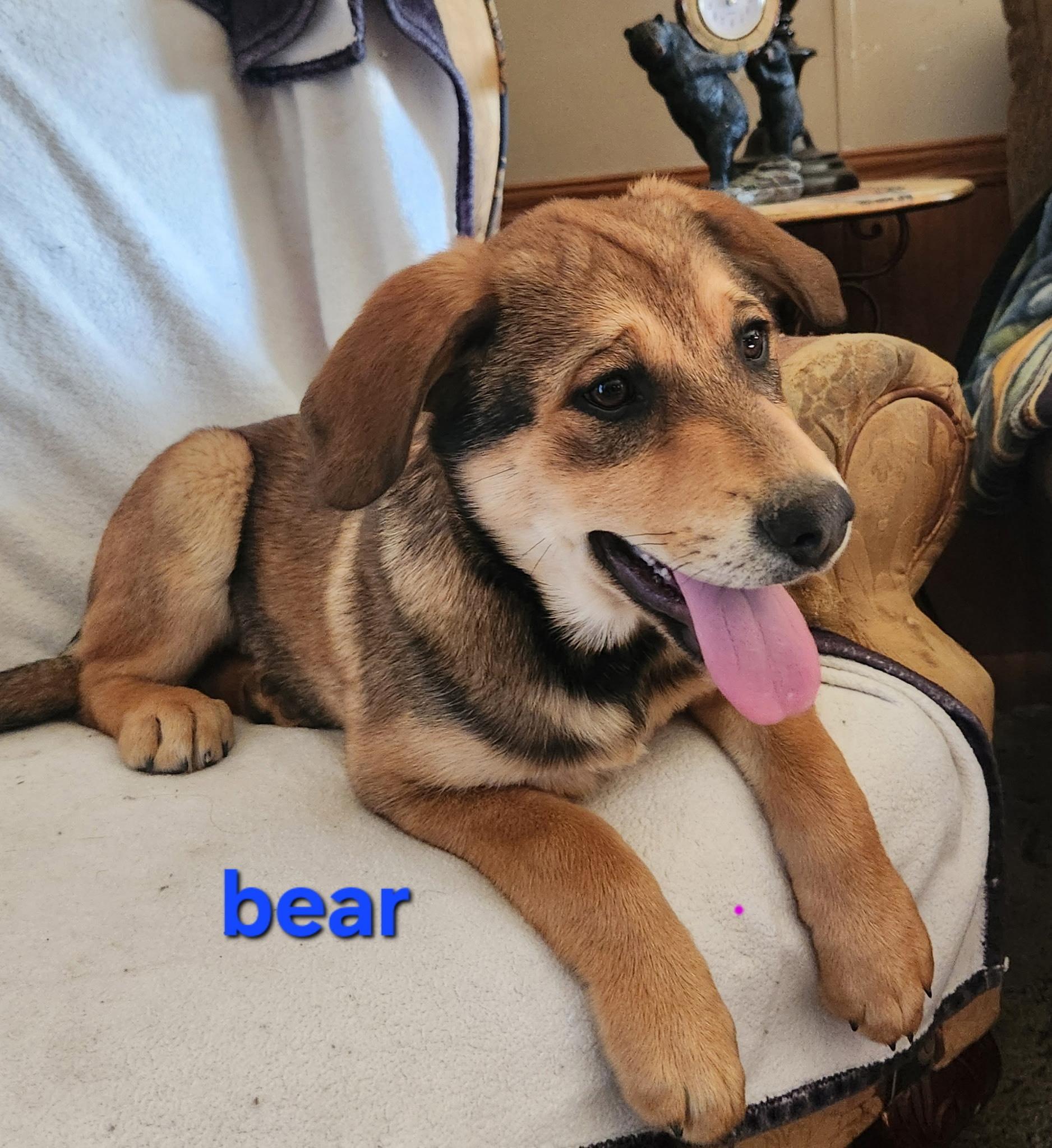 Dog for adoption - bear, a Shepherd Mix in Rockford, IL | Petfinder