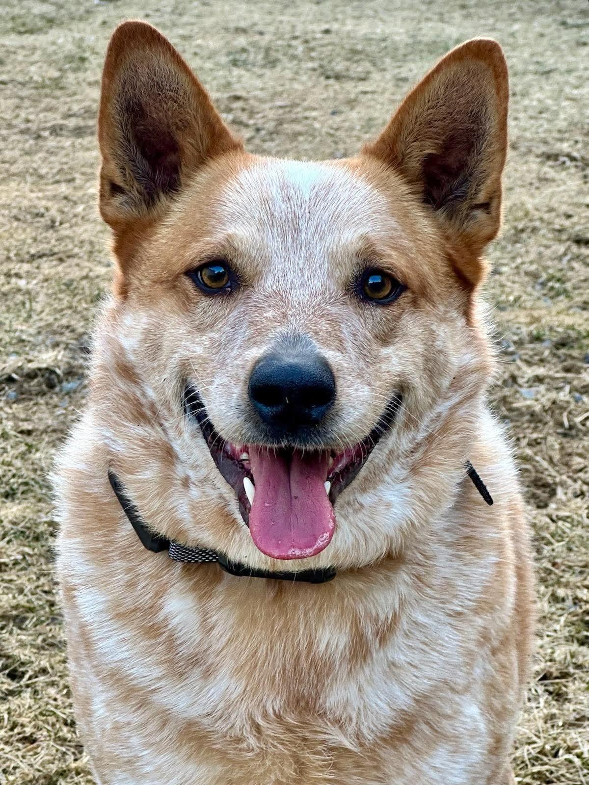 Dog for adoption - Jedi (Foster or Adopter Needed!), an Australian ...