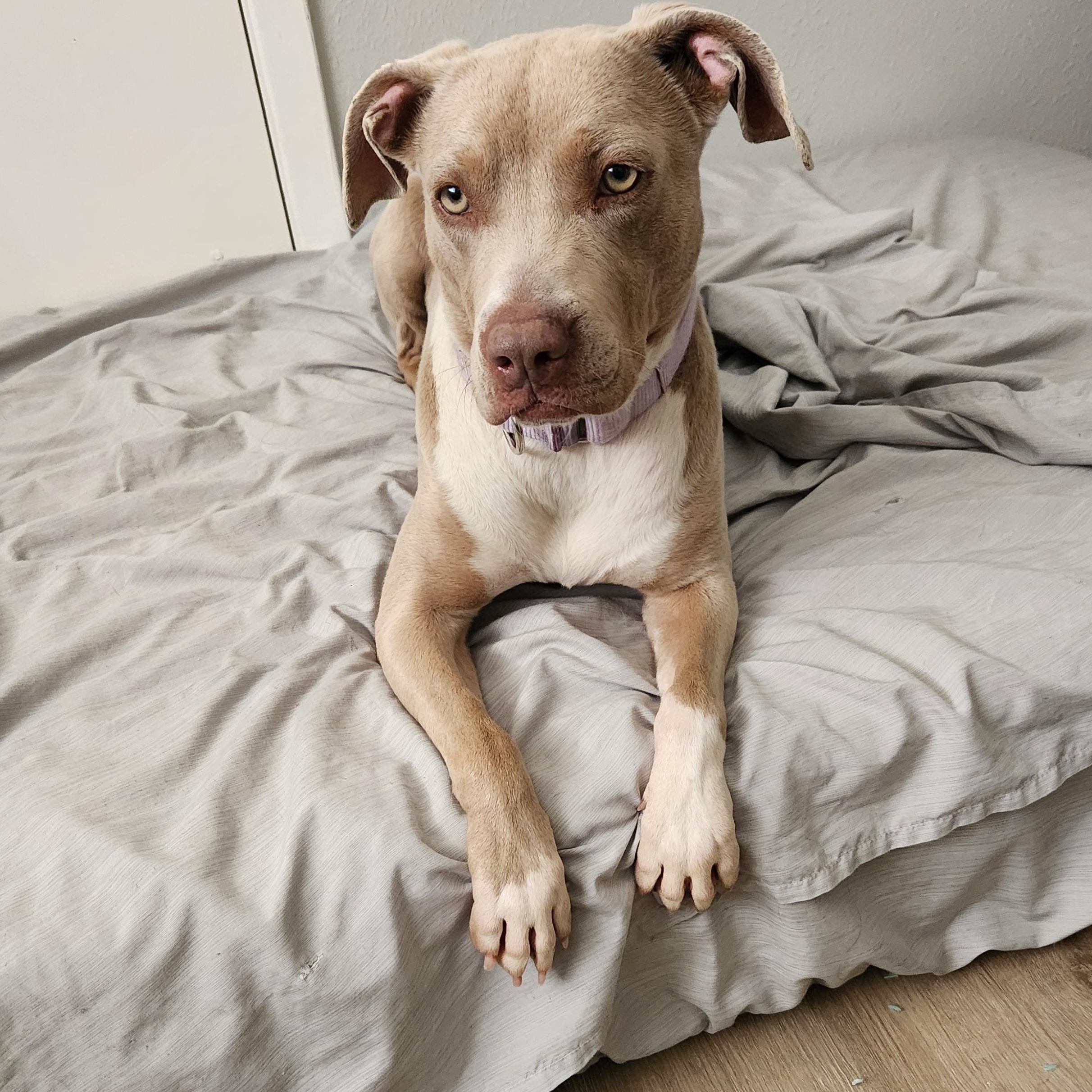 Dog for adoption - Nutmeg, an American Staffordshire Terrier Mix in ...