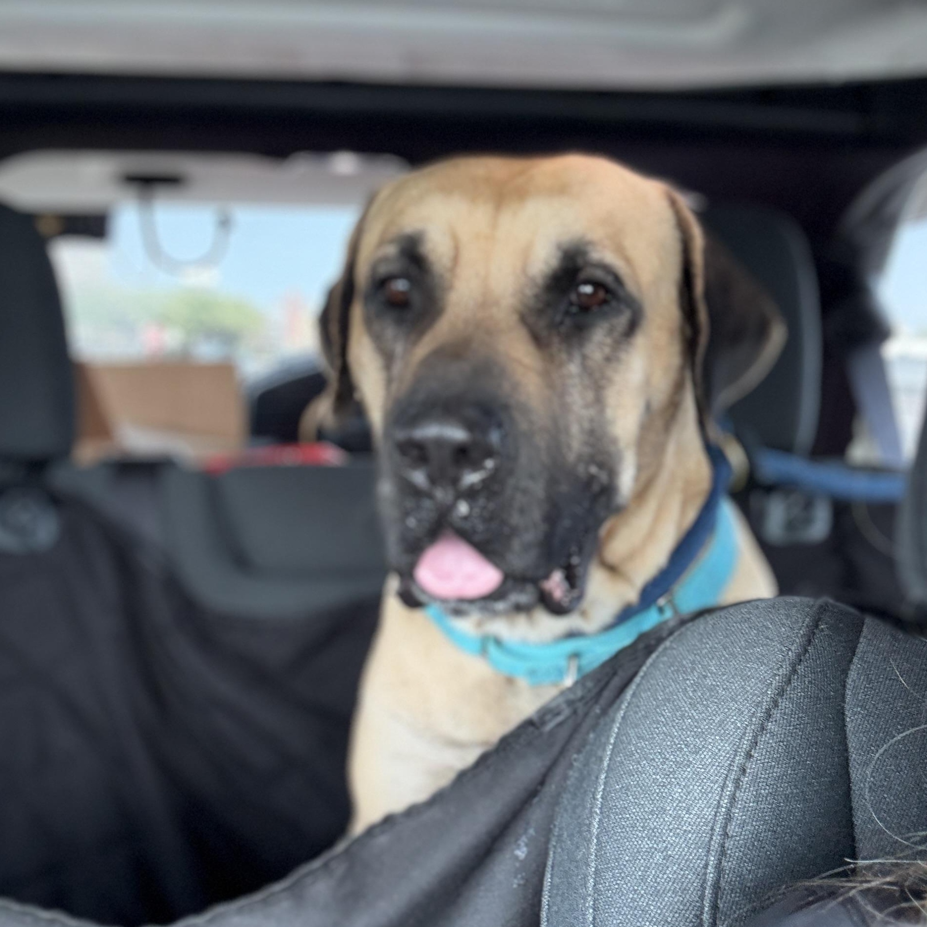 Dog for adoption - Kingston, a Mastiff in Dallas, TX | Petfinder