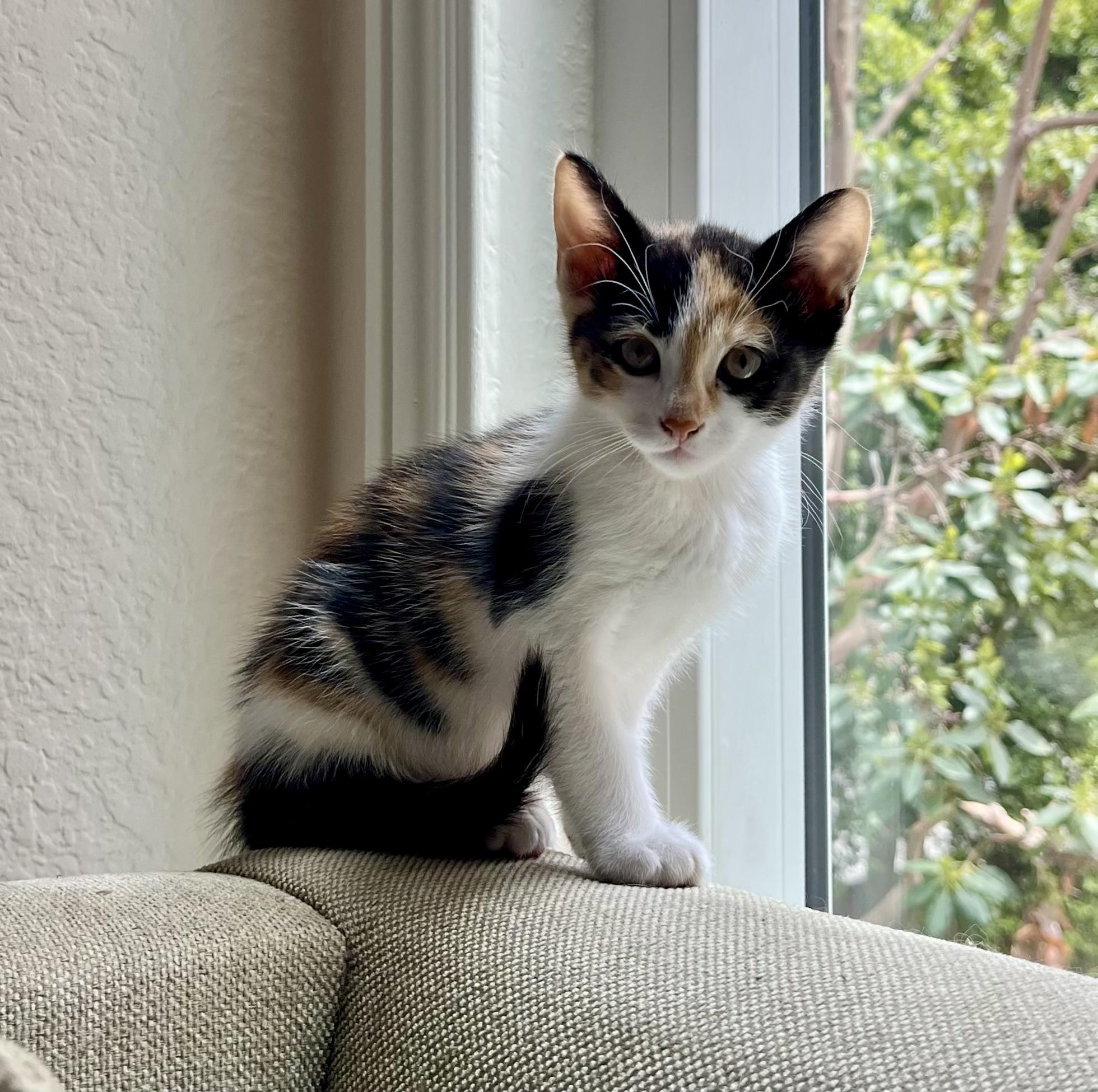 Cat for adoption - Doheny, a Domestic Short Hair in Tustin, CA | Petfinder