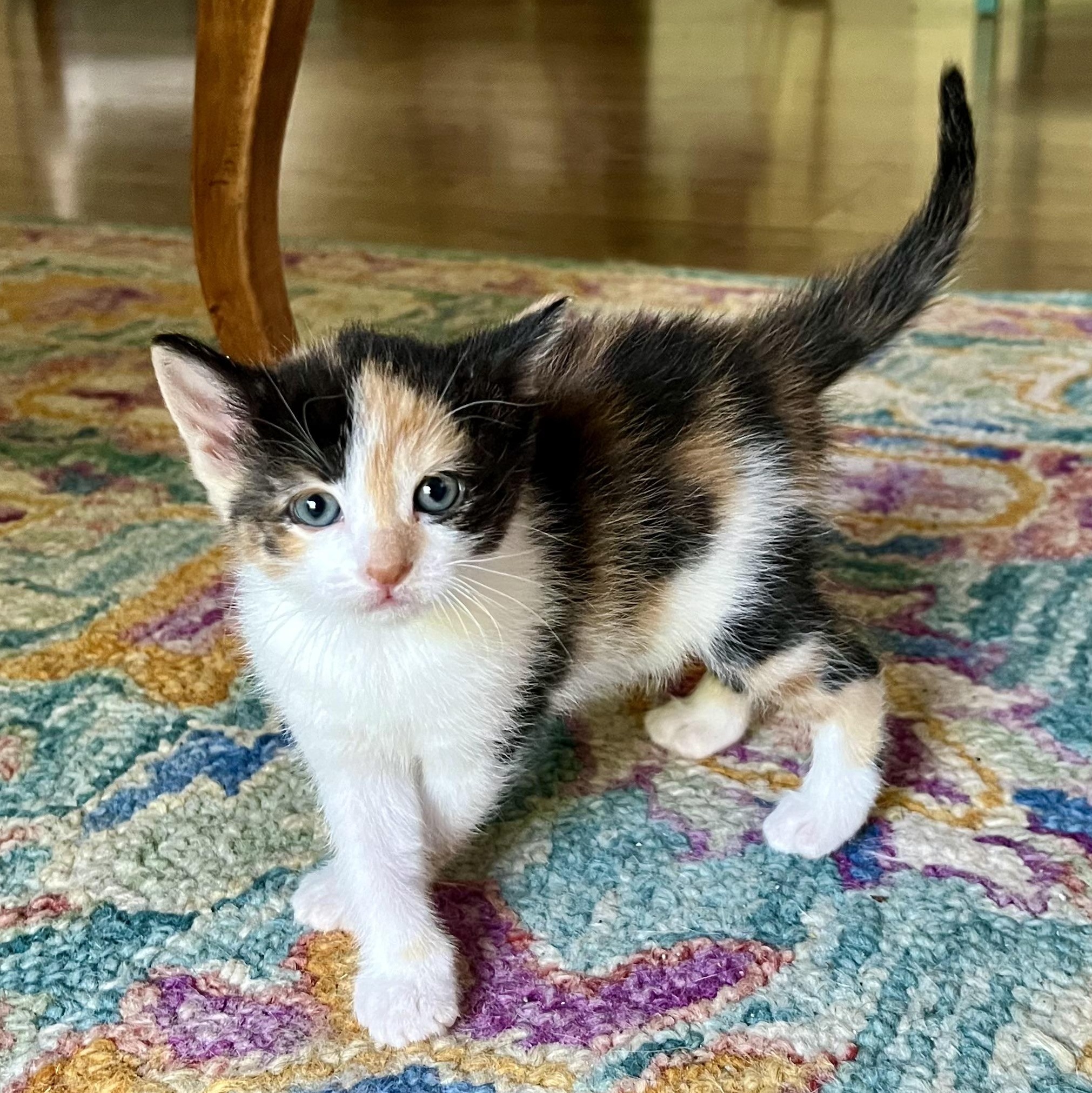 Cat for adoption - Doheny, a Domestic Short Hair in Tustin, CA | Petfinder