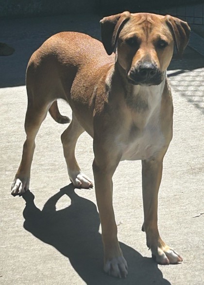 Dog for adoption - Ginger- IN FOSTER- AVAILABLE BY APPOINTMENT, a ...