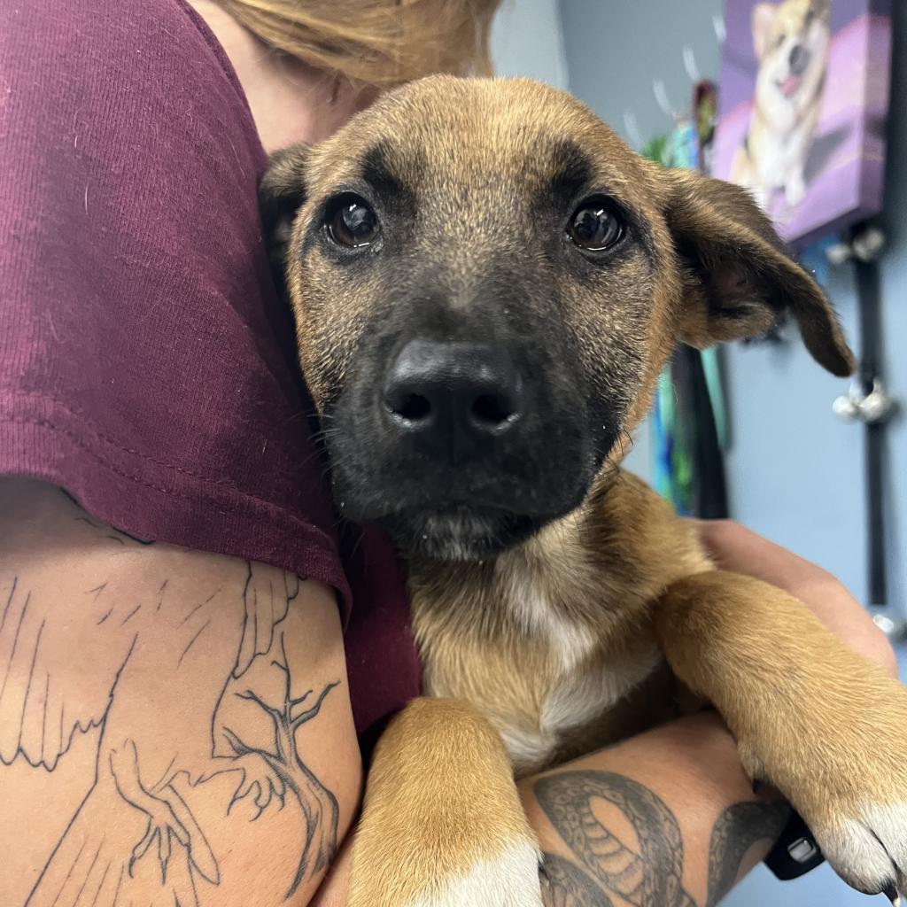 Dog for adoption - Orzo, a Shepherd & Cattle Dog Mix in Ancaster, ON ...