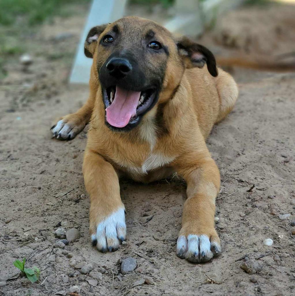 Dog for adoption - Orzo, a Shepherd & Cattle Dog Mix in Ancaster, ON ...