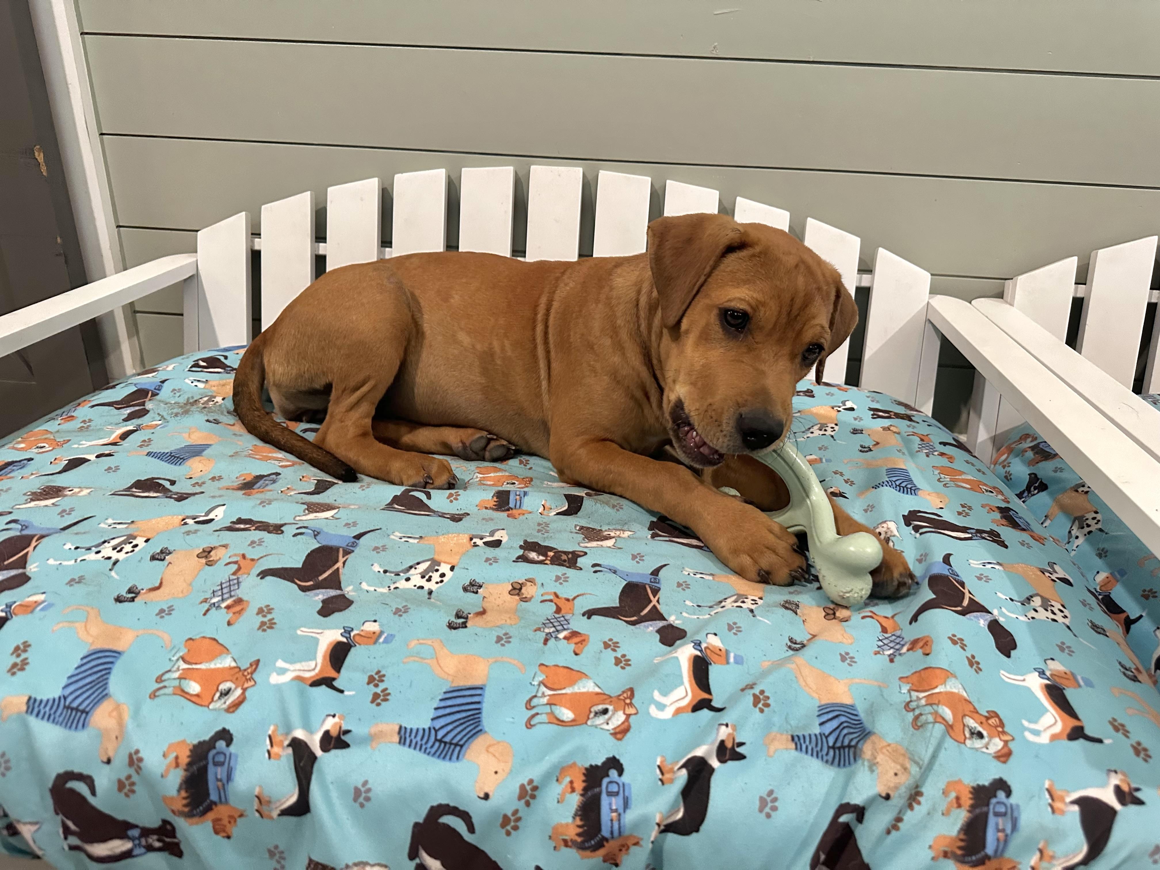 Dog for adoption - Cody (female), a Rhodesian Ridgeback & Labrador ...