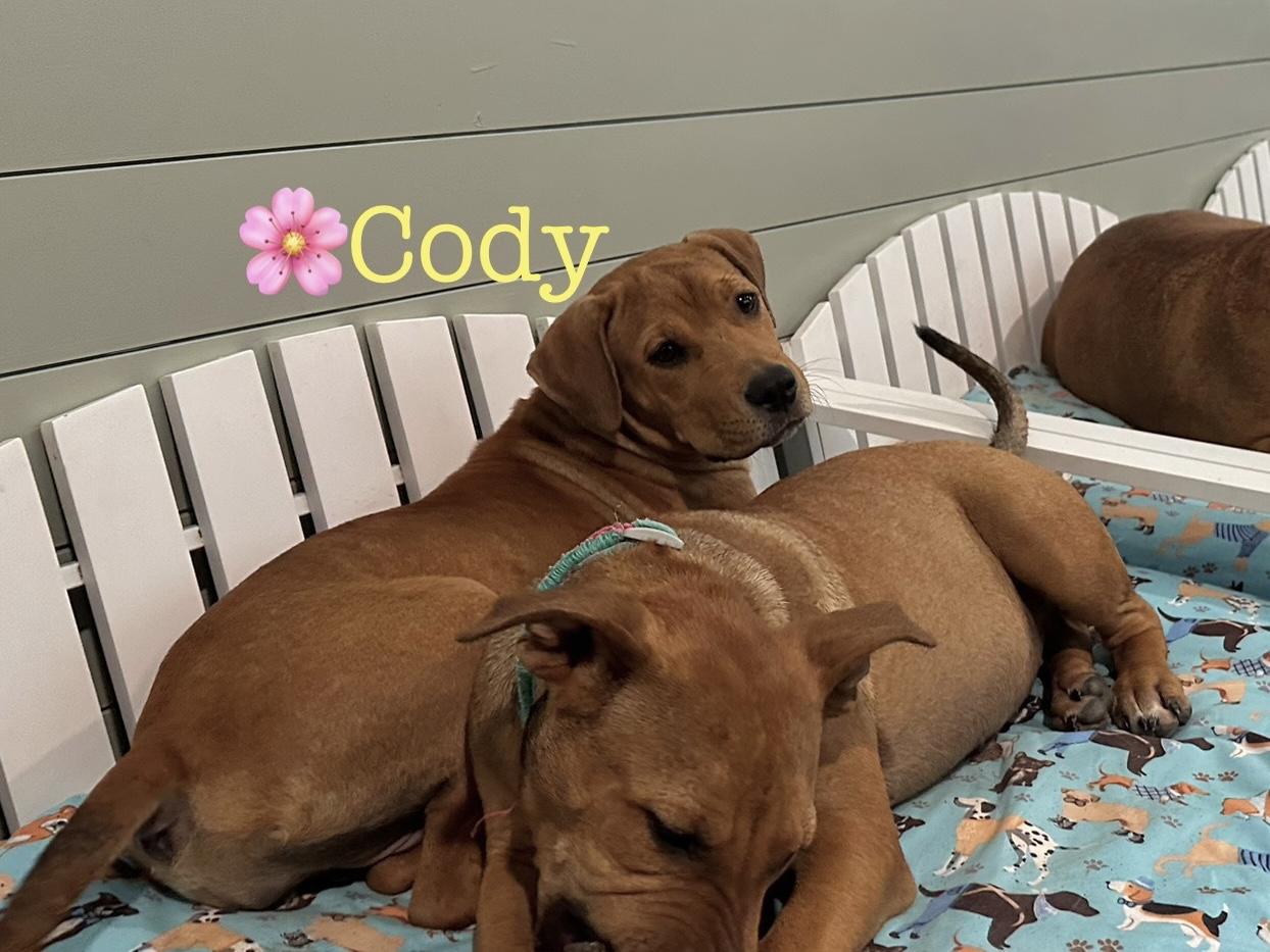 Dog for adoption - Cody (female), a Rhodesian Ridgeback & Labrador ...