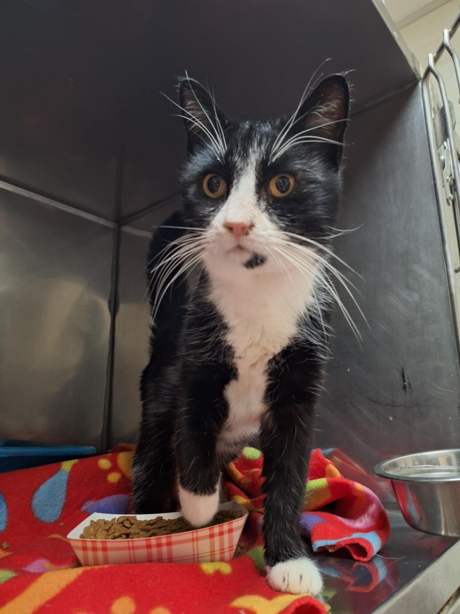 Cat for adoption - Jambo, a Domestic Short Hair in Dublin, VA | Petfinder