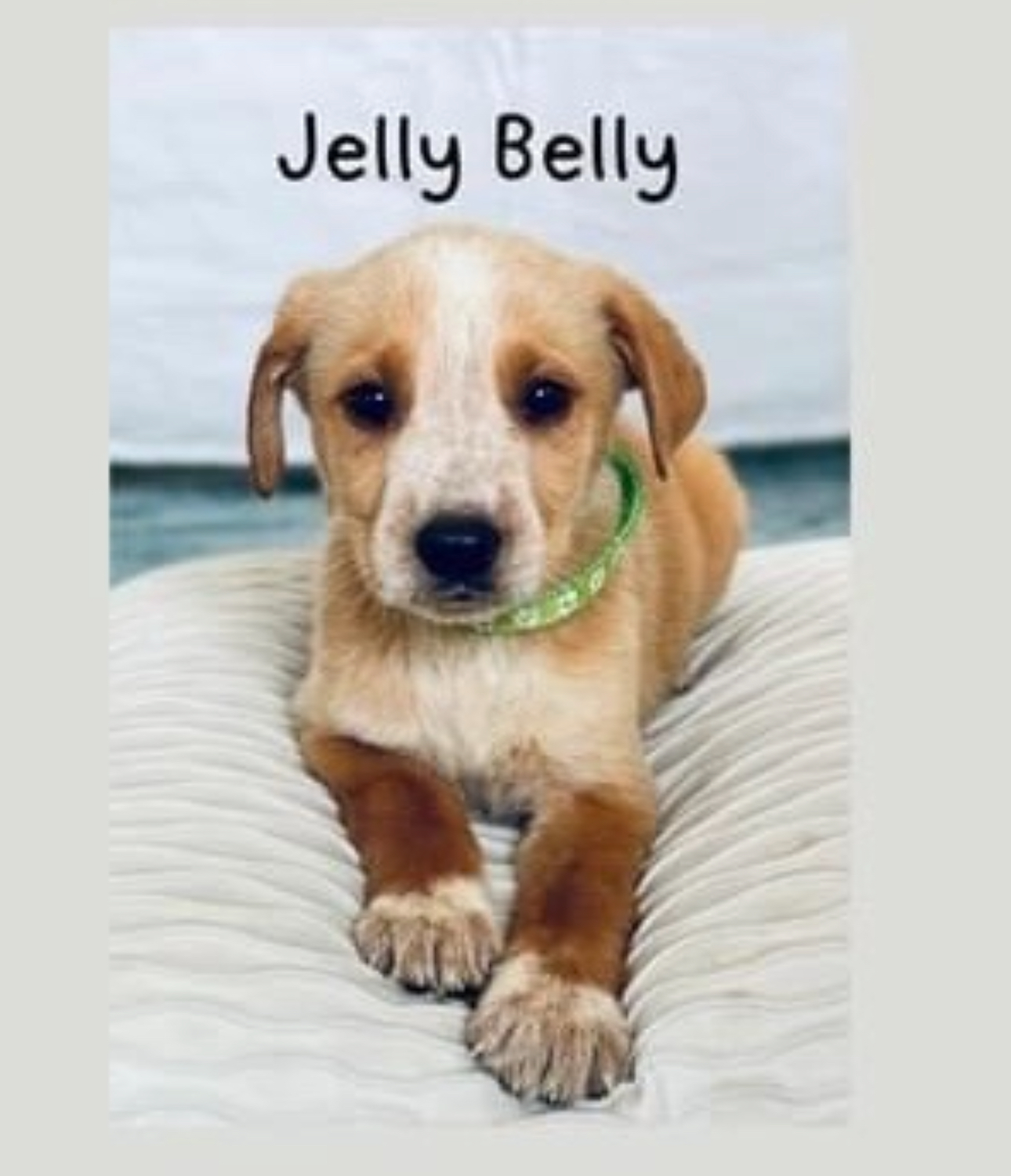 Dog for adoption - Jelly Belly, a Yellow Labrador Retriever in SYLVANIA, GA | Petfinder
