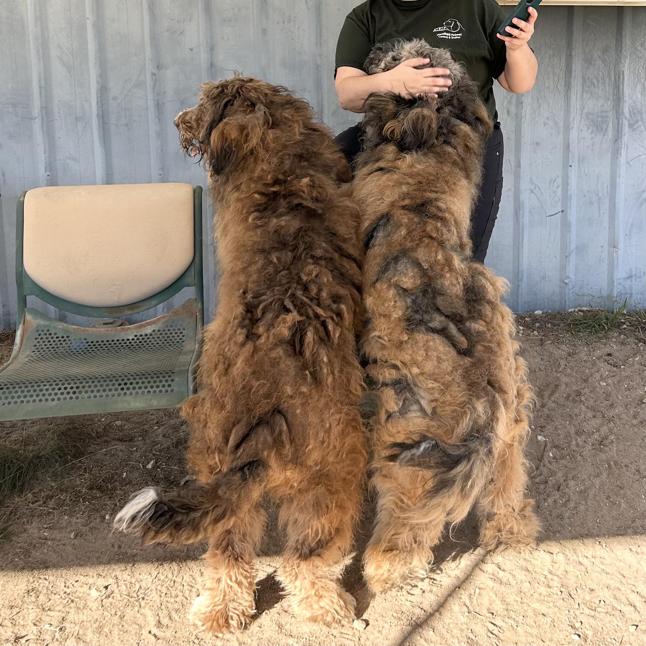 Kody - Adoptable Pet | Petfinder | Petfinder