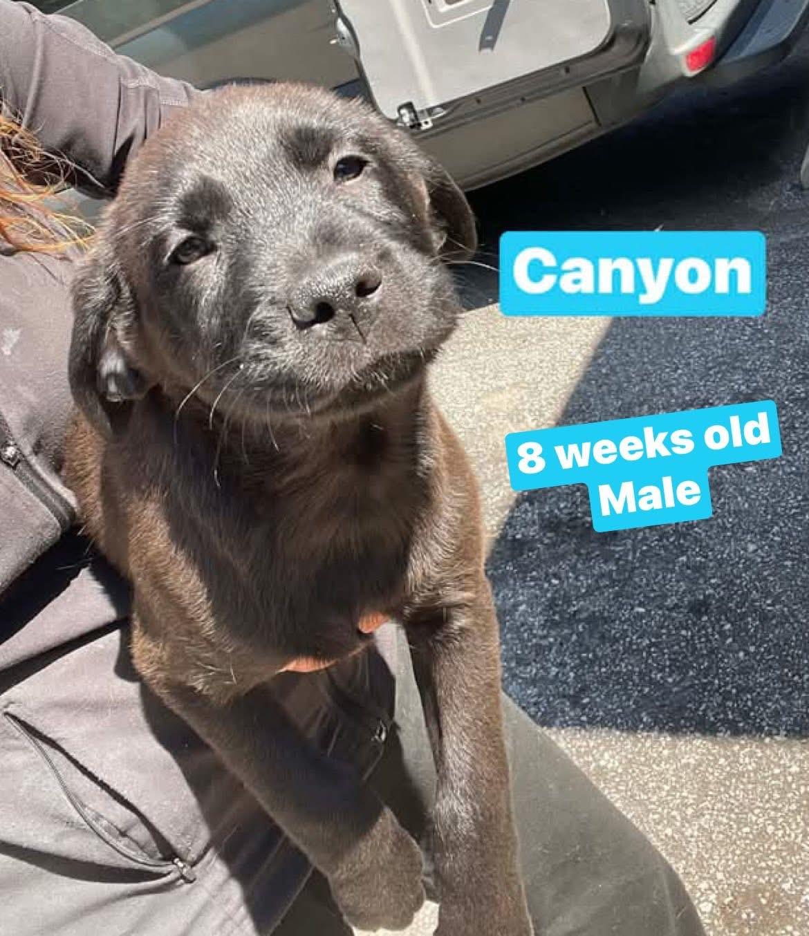 Dog for adoption - Canyon, a Labrador Retriever Mix in Wallington, NJ ...