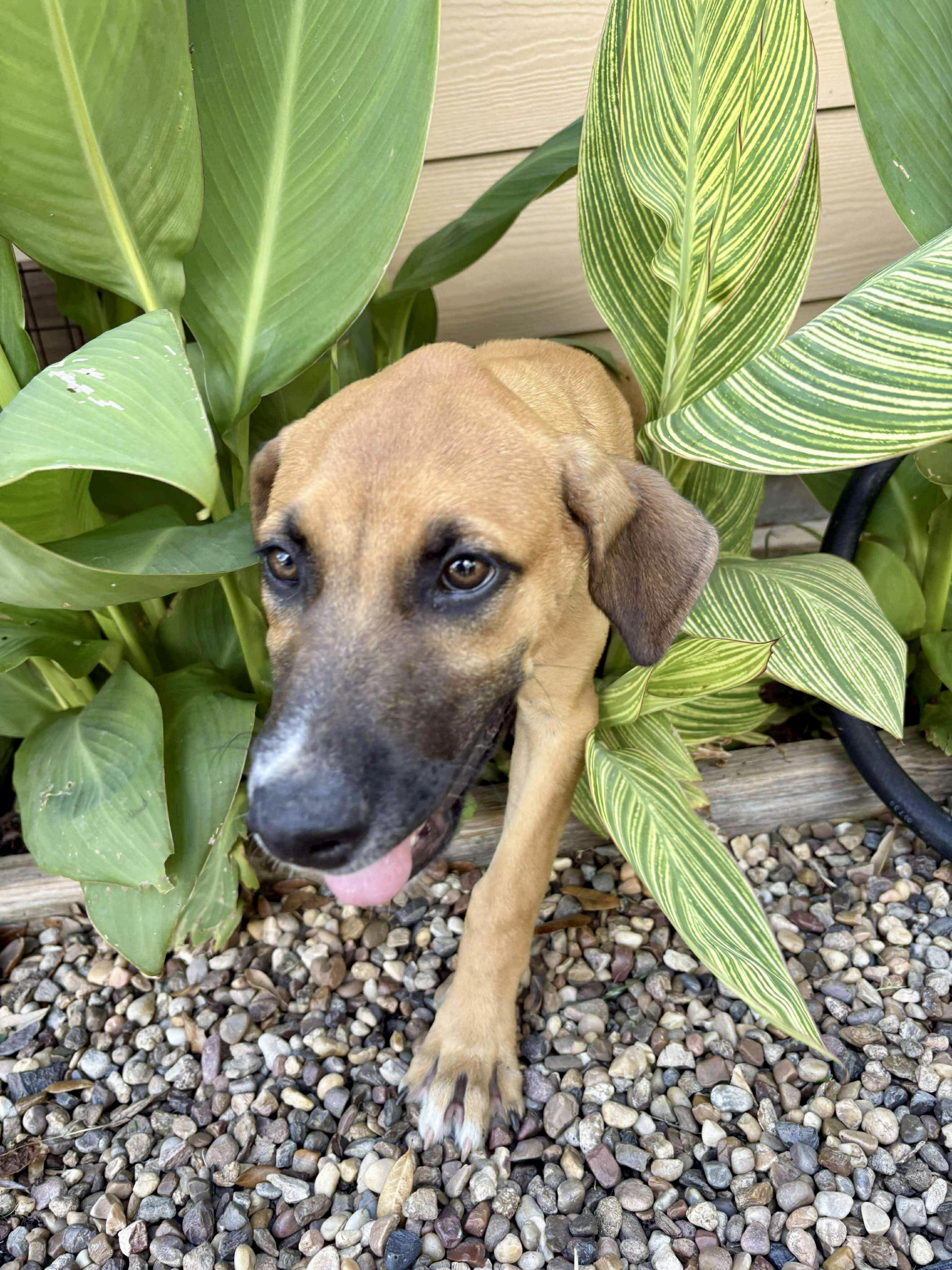 Dog for adoption - Danna, a Rhodesian Ridgeback Mix in Hermiston, OR | Petfinder