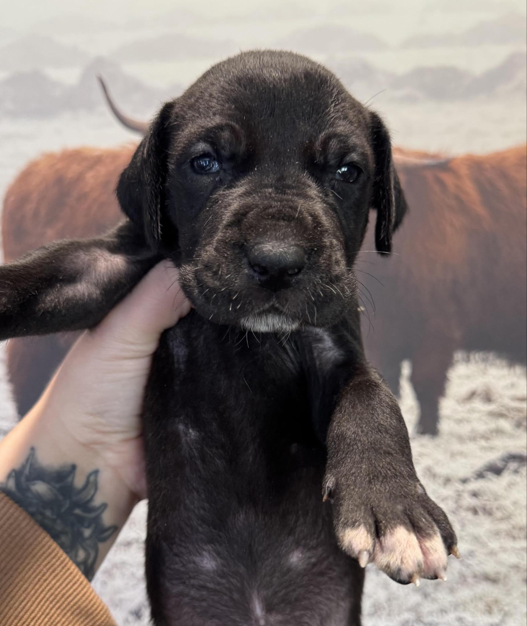 Dog for adoption - Mabel, a Great Dane in Stamford , CT | Petfinder