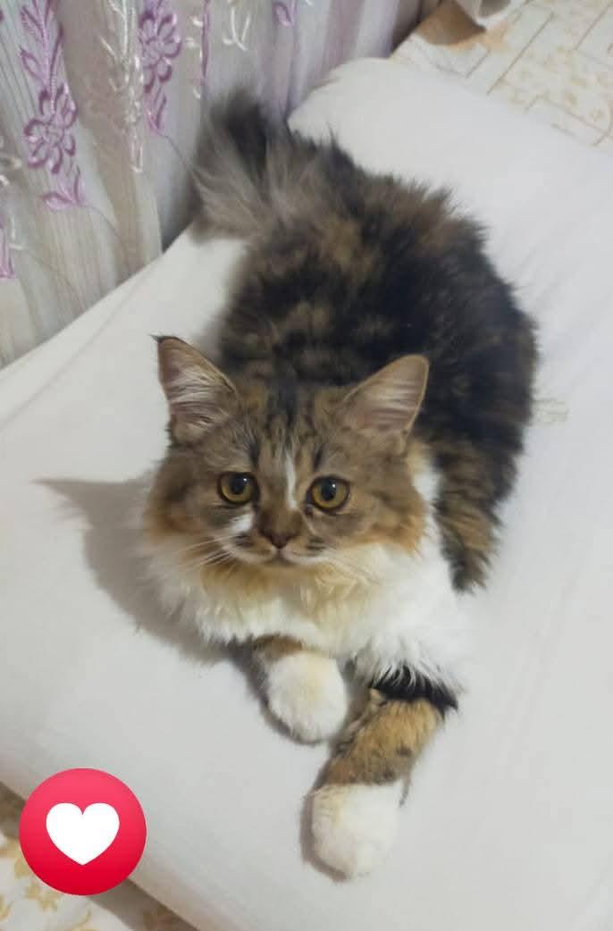 Cat for adoption - Lolly C, a Ragamuffin in Brampton, ON | Petfinder