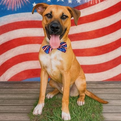 Dog for adoption - Tank, a Labrador Retriever Mix in Morrison, CO ...