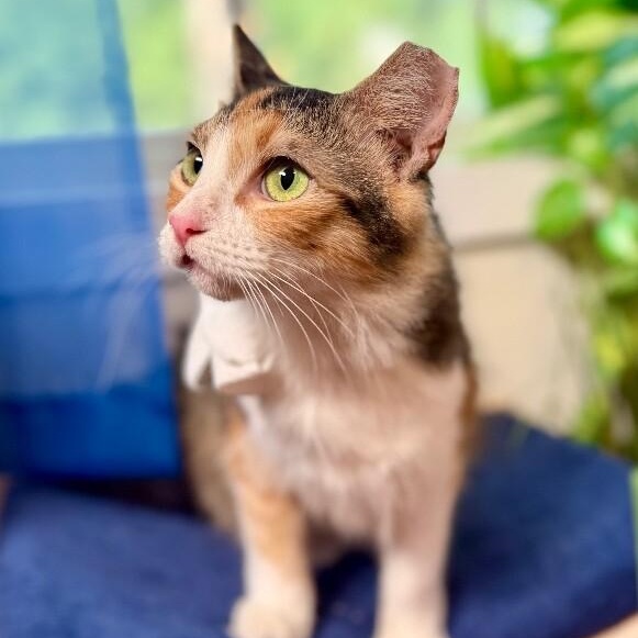 Cat for adoption - Bri Lee Simpson, a Domestic Short Hair Mix in ...