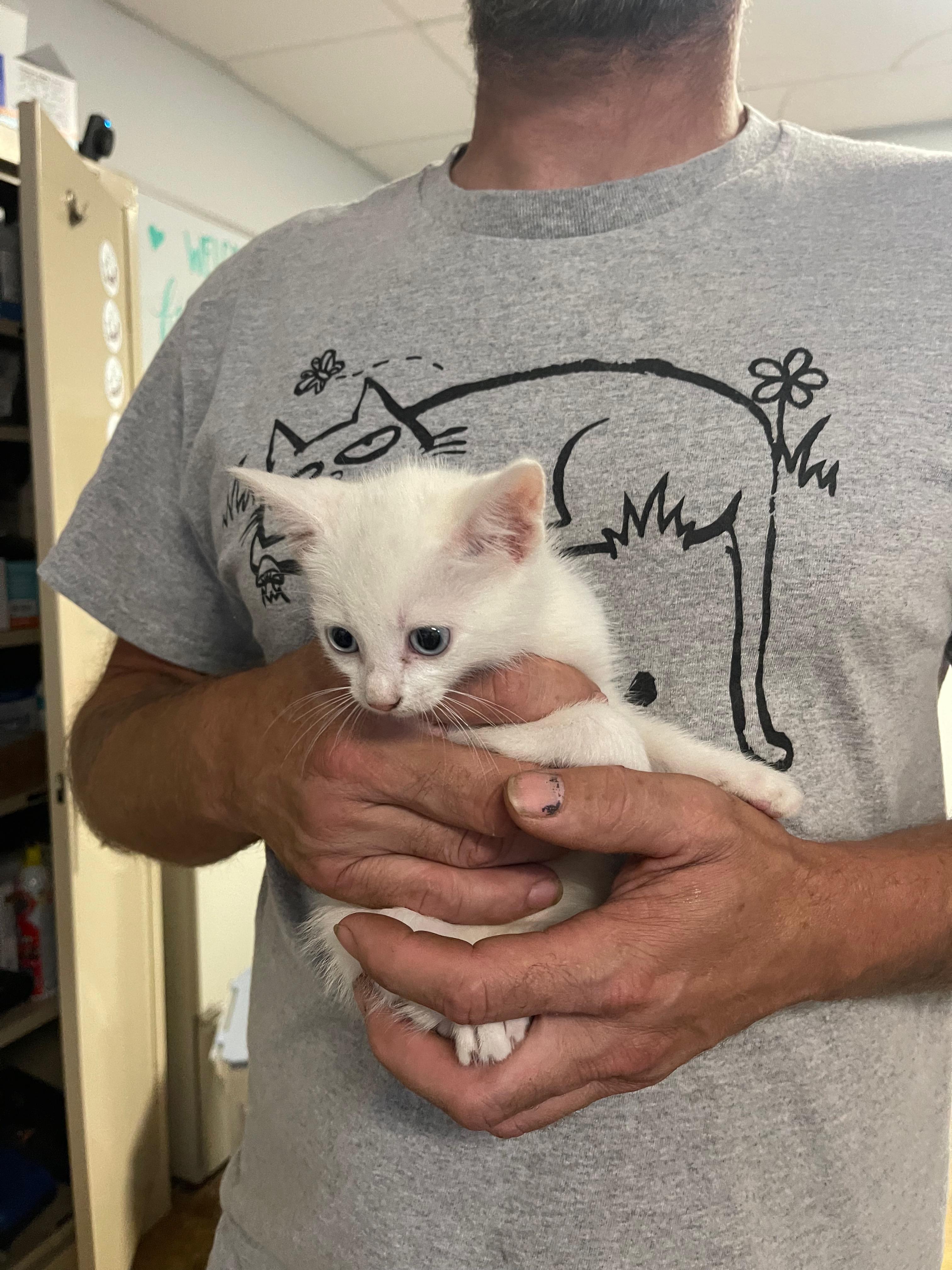 Cat for adoption - Boston Whaler, a Domestic Short Hair in Columbia, SC ...