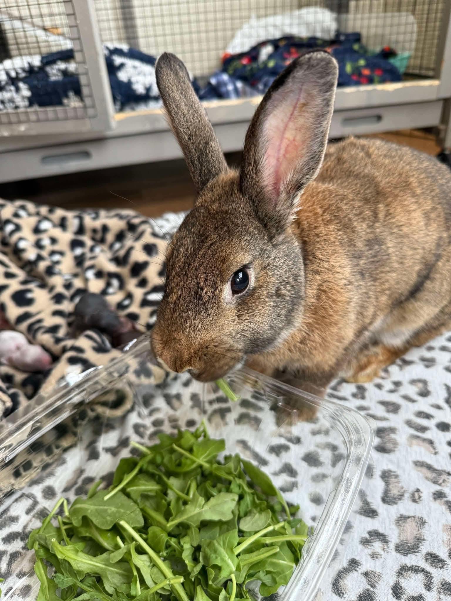 Rabbit for adoption - Honey Bunny, a Chinchilla Mix in Paradis, LA ...