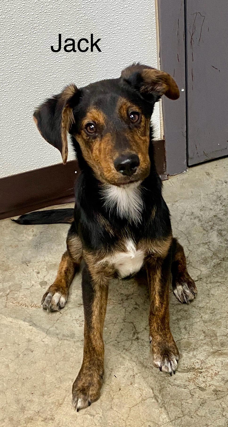 Dog for adoption - Jack, a Mixed Breed in Pomeroy, OH | Petfinder