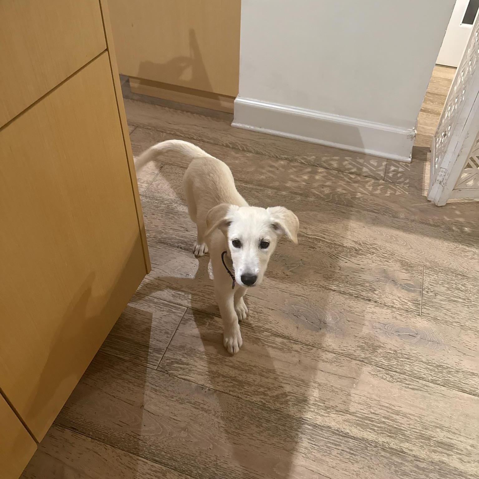 Dog for adoption - Pixie, a Labrador Retriever Mix in Miami, FL | Petfinder