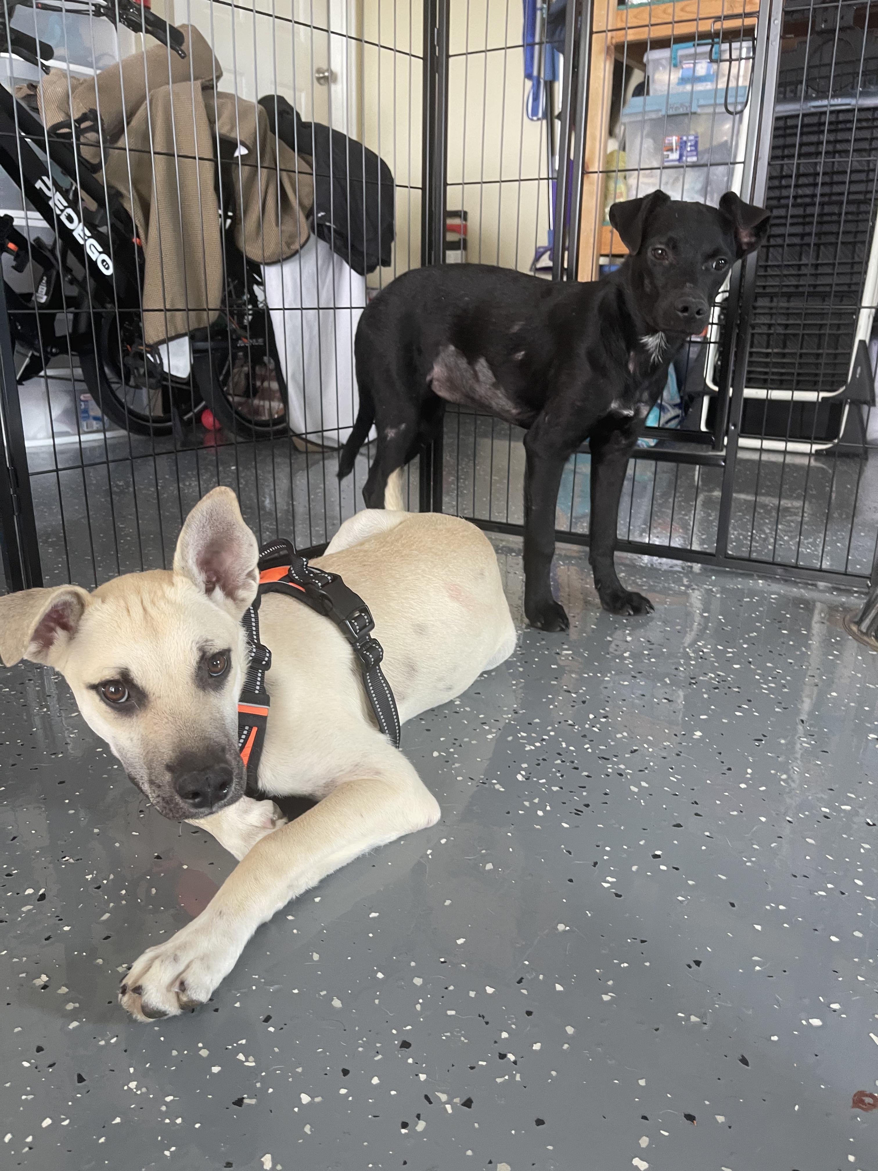 Dog for adoption - Storm, a Mixed Breed in Windsor Locks, CT | Petfinder