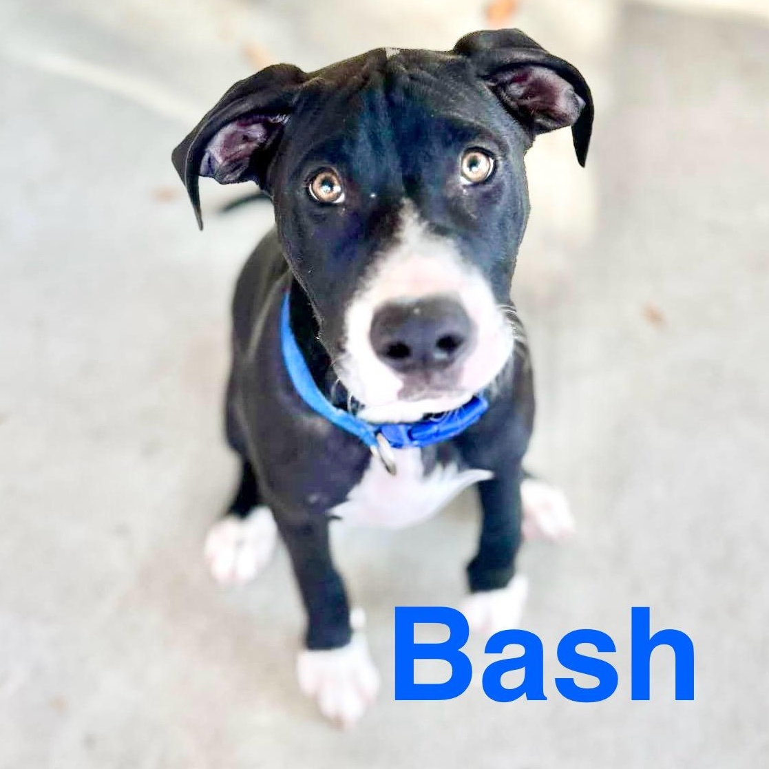 Dog for adoption - Bash, a Labrador Retriever & Great Dane Mix in Bensalem, PA | Petfinder