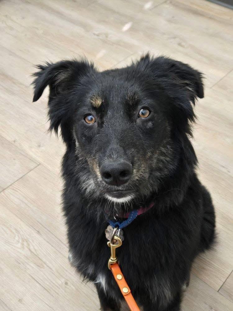 Dog for adoption - Mesa ARPH # 14673, an Australian Shepherd in Olympia, WA | Petfinder