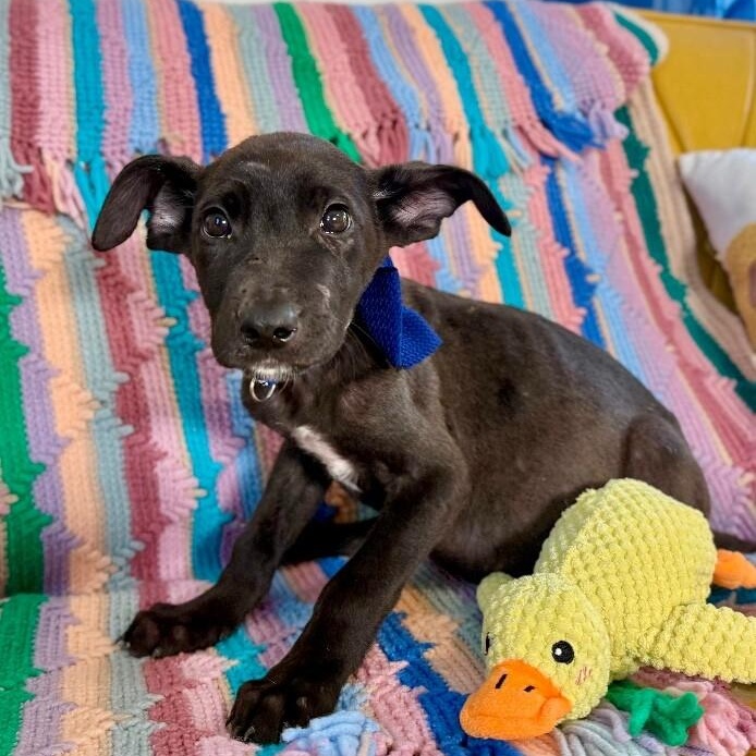 Dog for adoption - Heath Candy Bar, a Great Dane & Labrador Retriever ...
