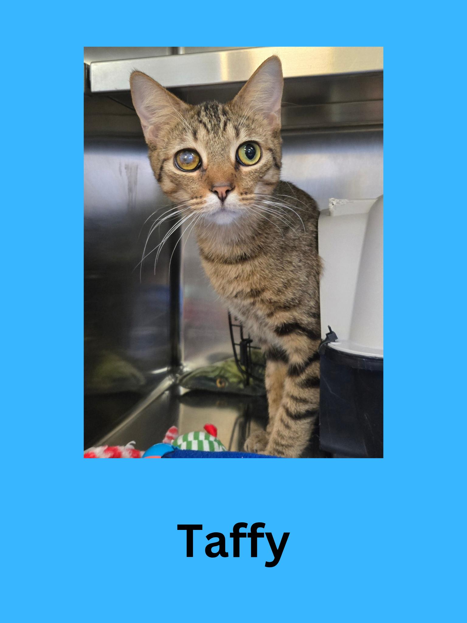 Available Pets - Portage Animal Protective League