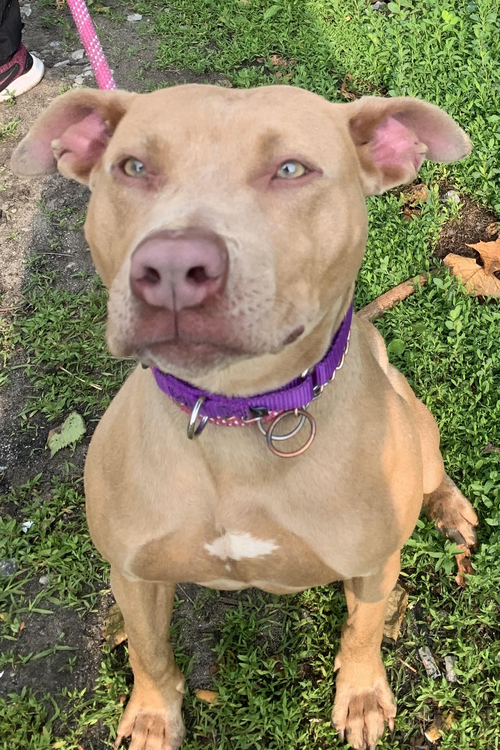 Dog for adoption - Delilah, a Pit Bull Terrier Mix in McKeesport, PA | Petfinder