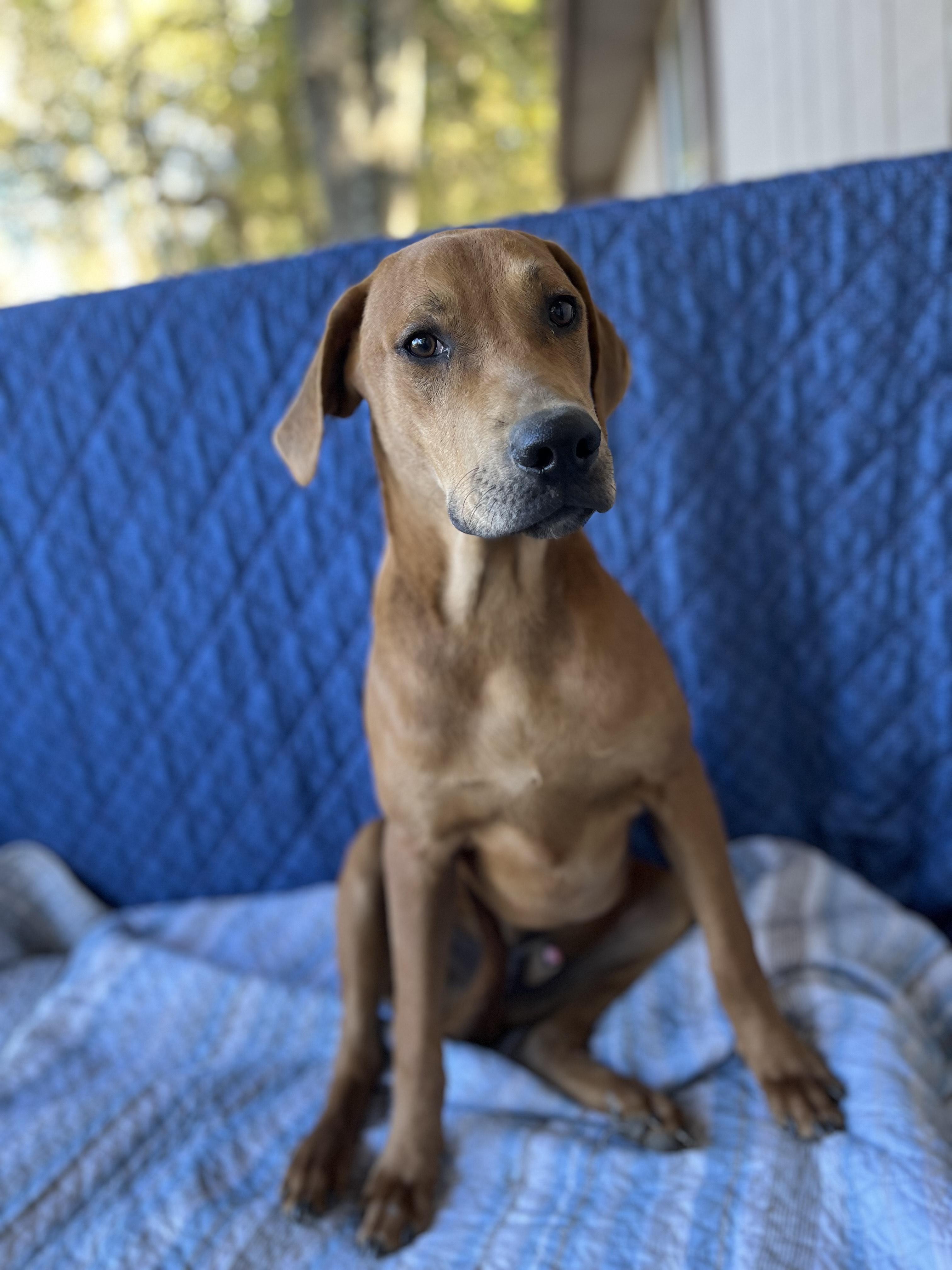 Dog for adoption - MEL, a Hound in Springfield, IL | Petfinder