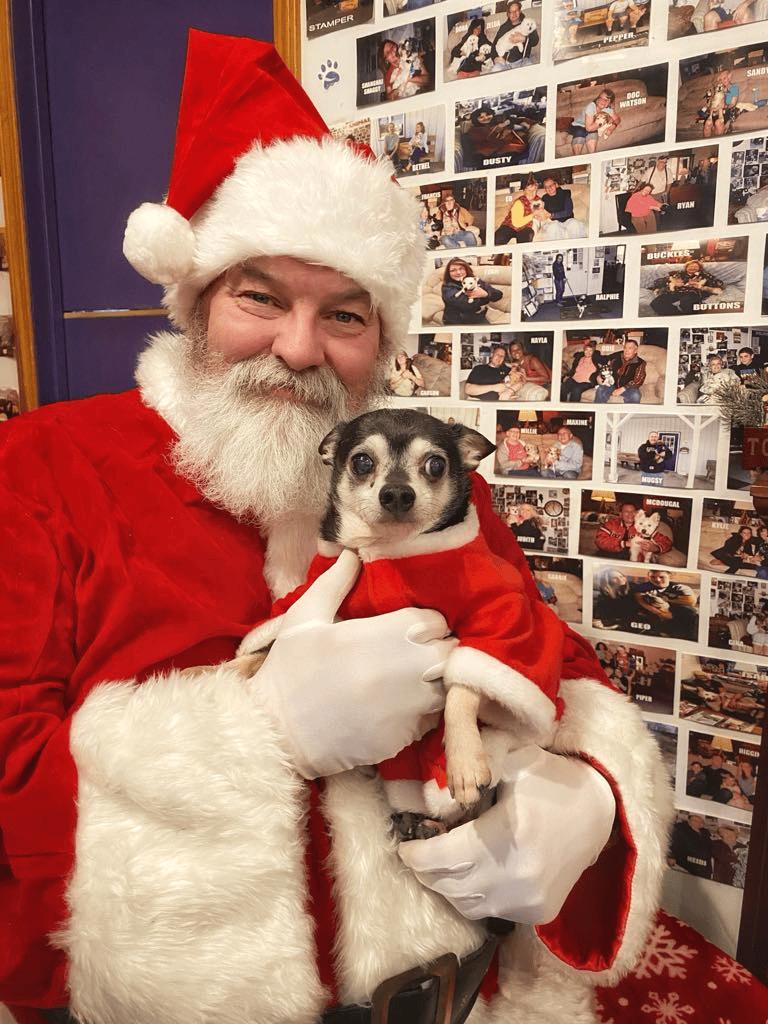 Dog for adoption - DECKER, a Chihuahua Mix in Port Clinton, OH | Petfinder